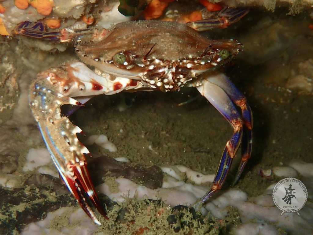 Contact Us - Poseidon Diving School